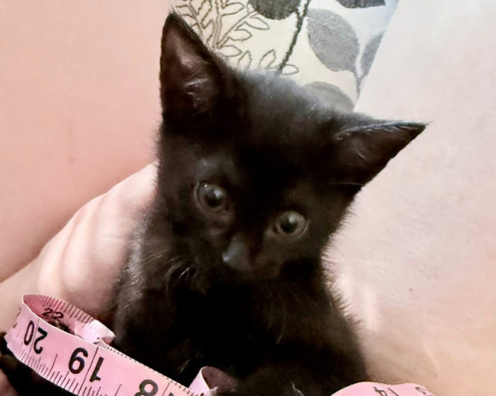 Lady Elektra | America's Favorite Pet