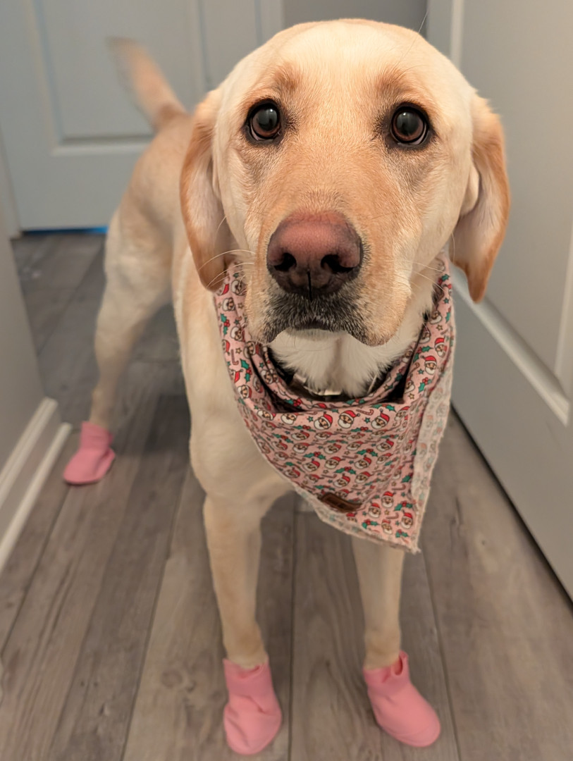 Callie | America's Favorite Pet