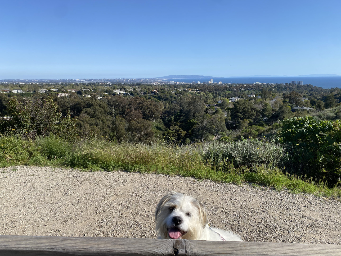 Elmo | America's Favorite Pet