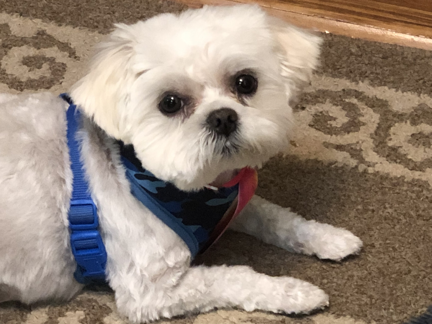 KOBE | America's Favorite Pet