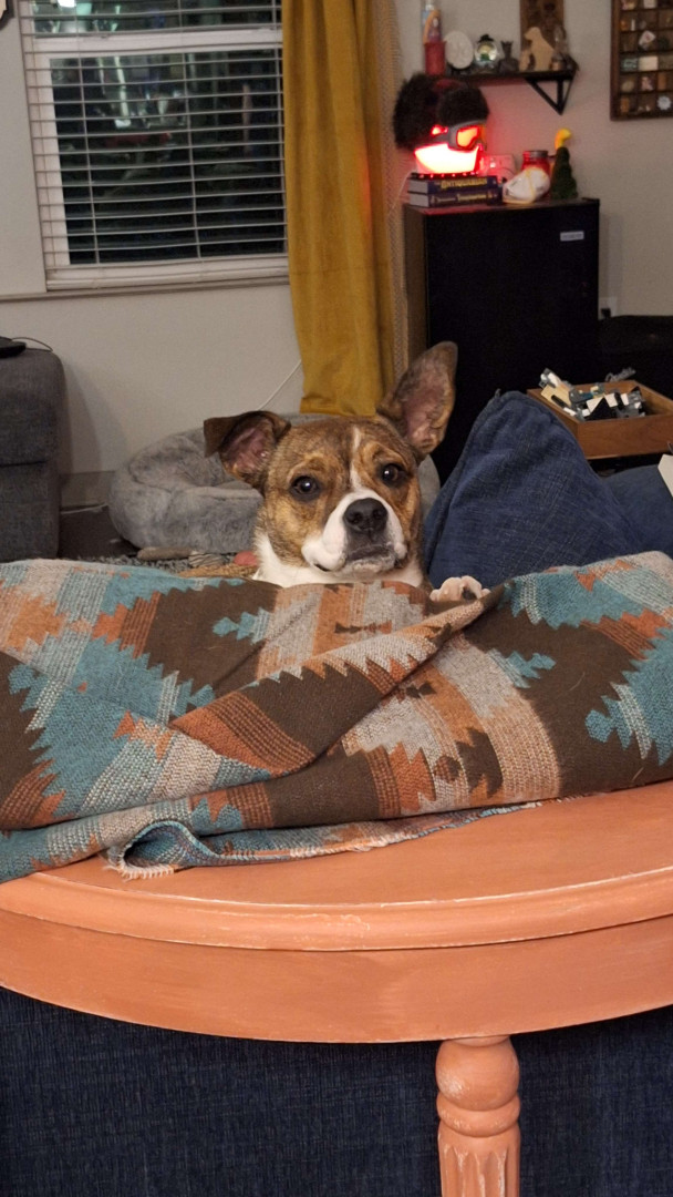 Shoelace | America's Favorite Pet