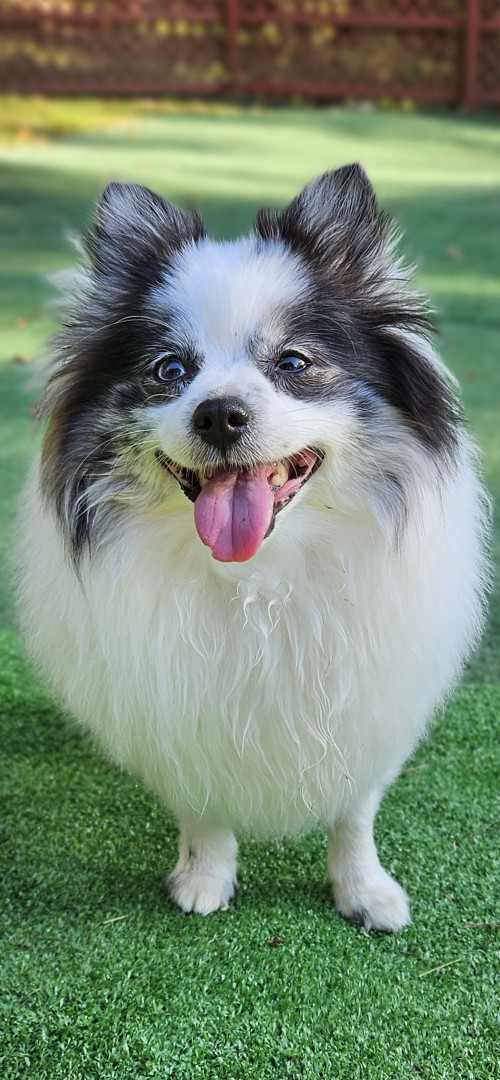 Poppy | America's Favorite Pet