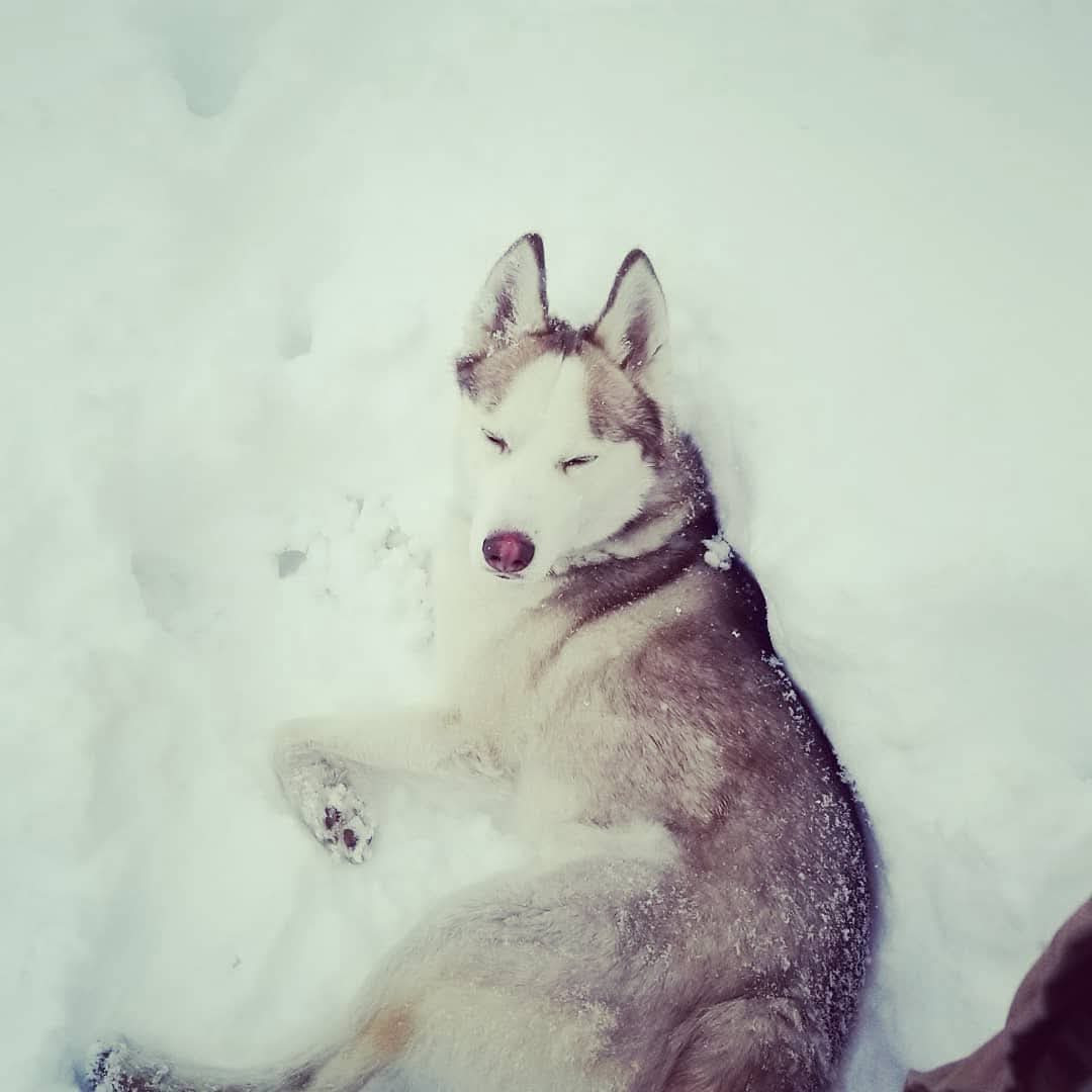 Titan | America's Favorite Pet