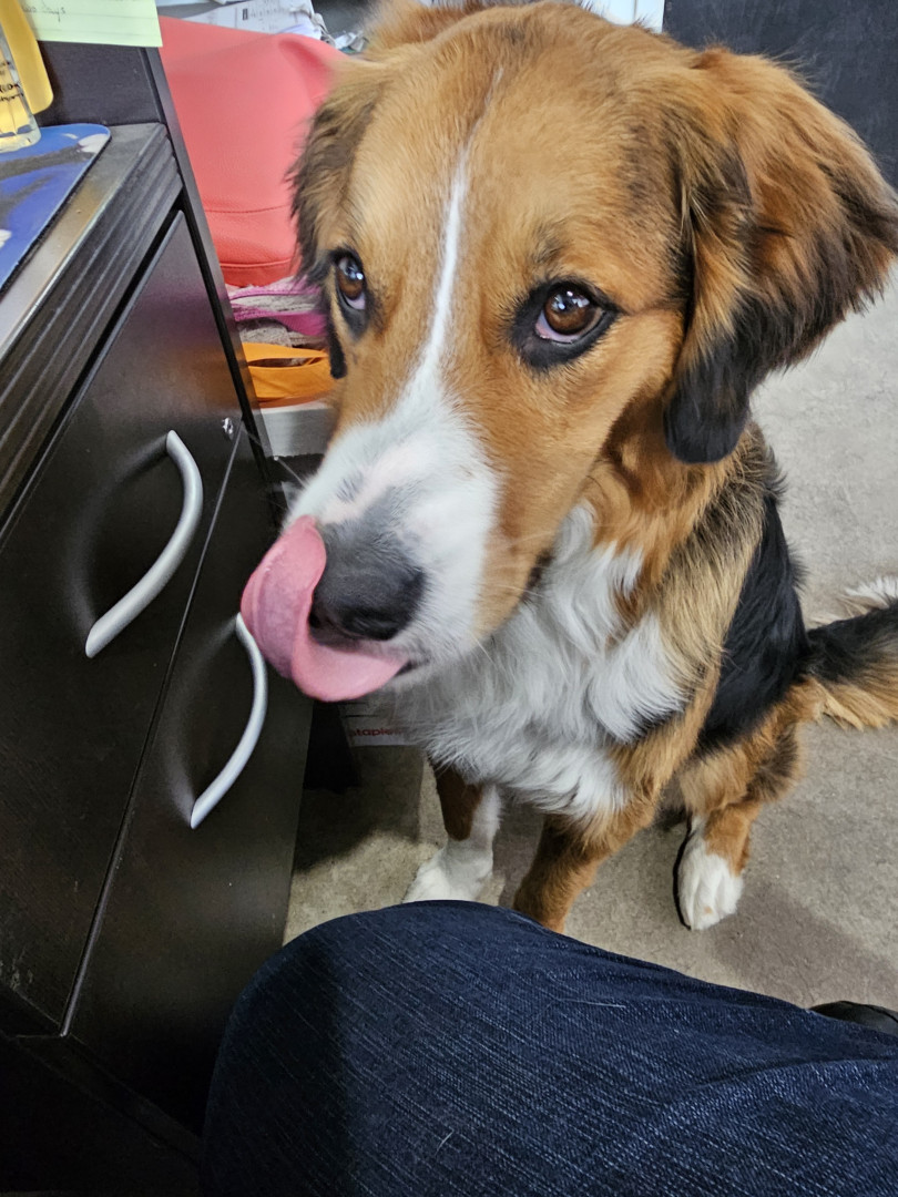 Gabi | America's Favorite Pet