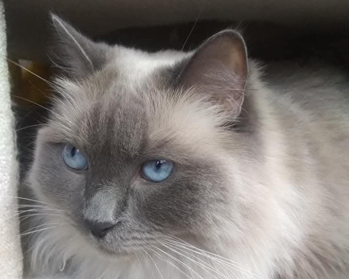 Venice | America's Favorite Pet