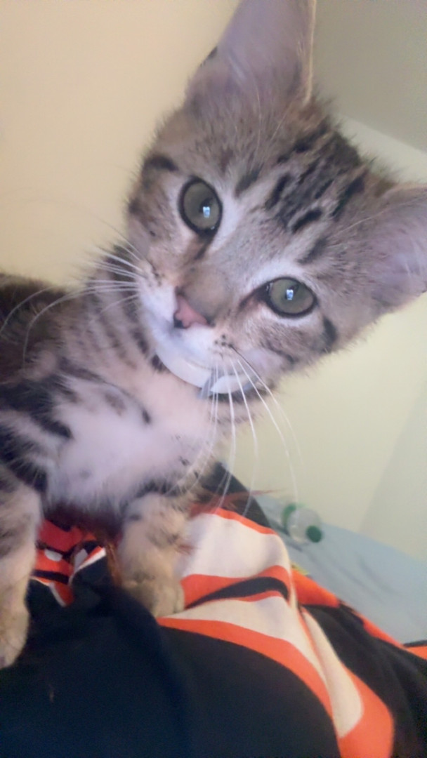 Mister Kitty | America's Favorite Pet