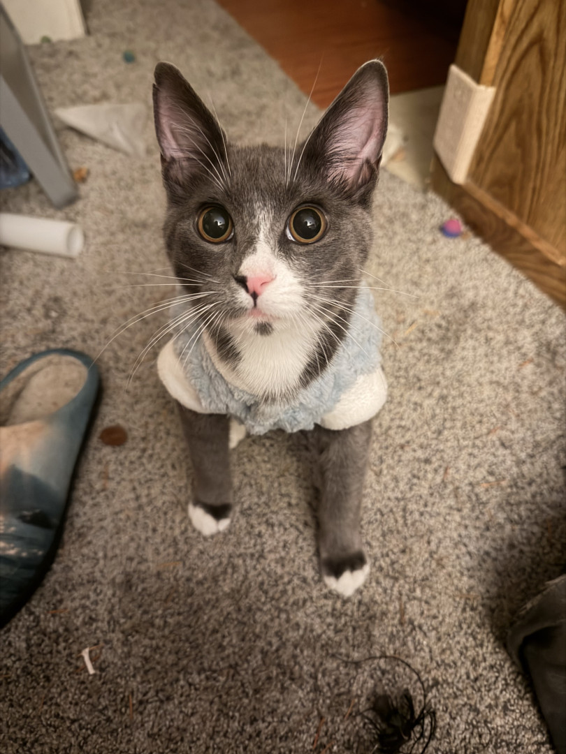 Helios | America's Favorite Pet