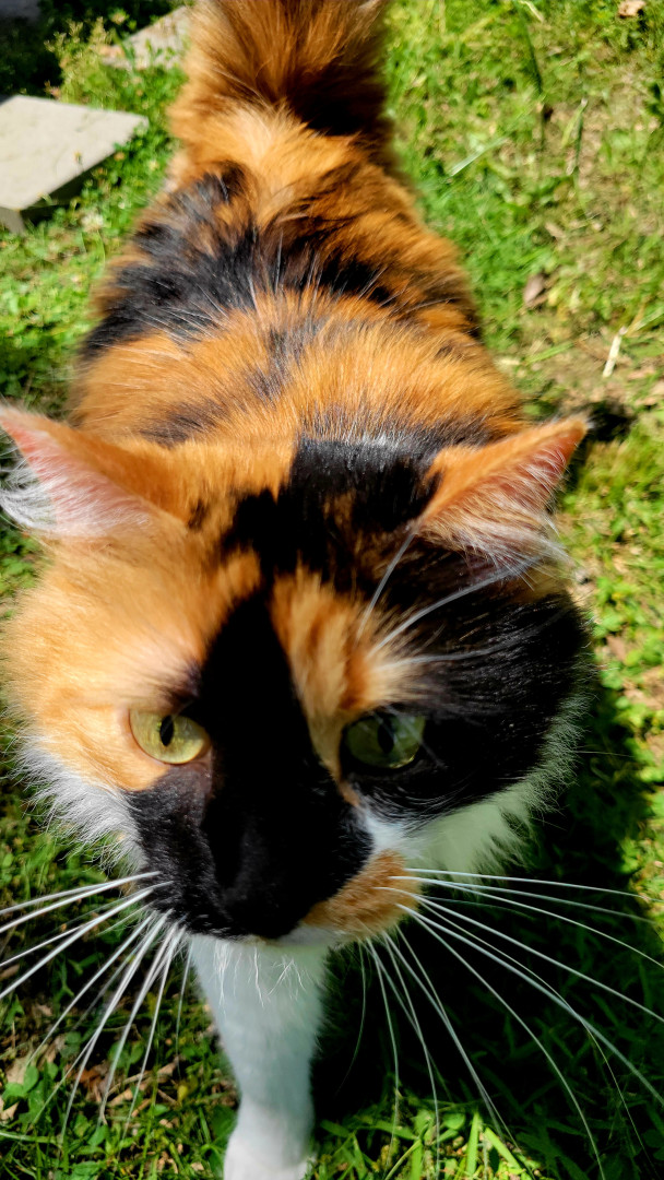 Miss October Pumpkin | America's Favorite Pet