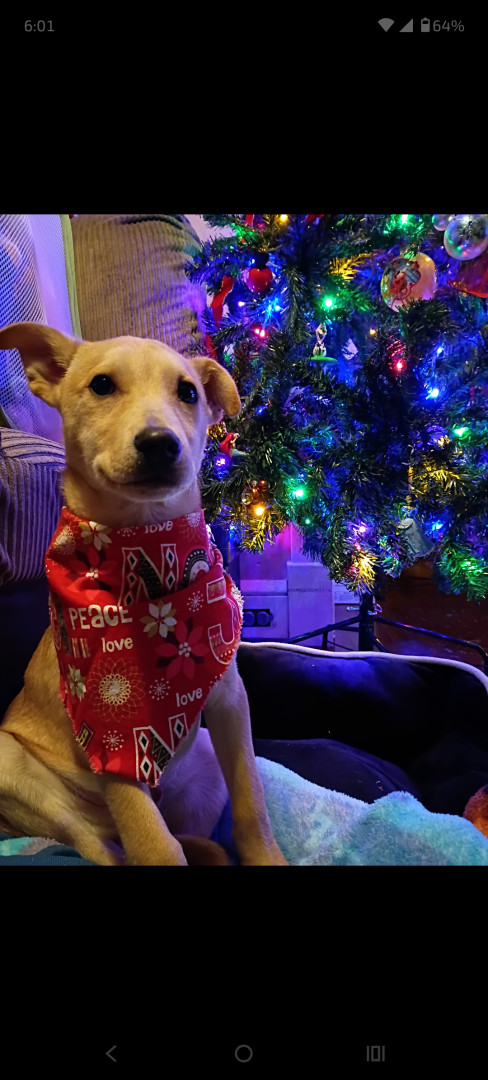 Zoonie | America's Favorite Pet
