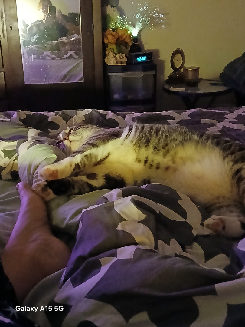 Elvis | America's Favorite Pet