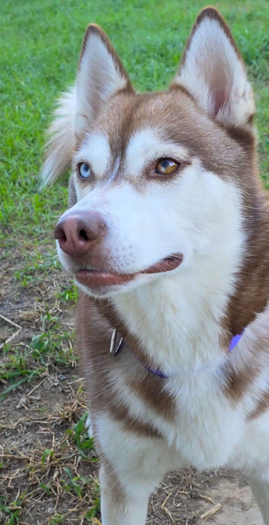 Delta | America's Favorite Pet