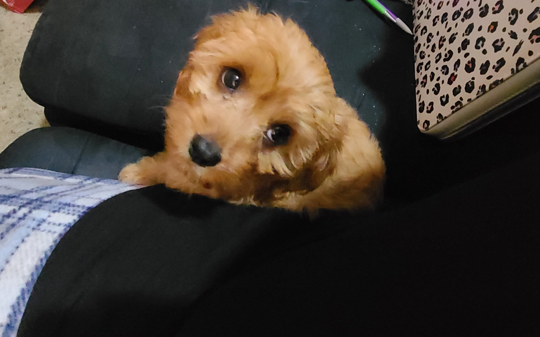 Ellie | America's Favorite Pet