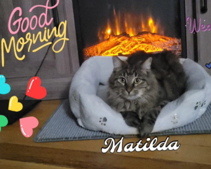 America's Favorite Pet