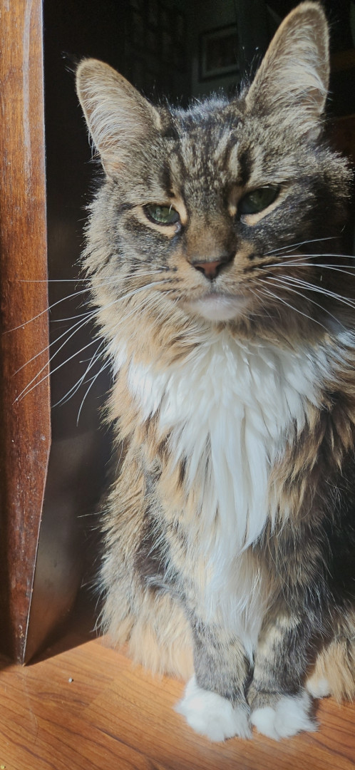 Elsa | America's Favorite Pet