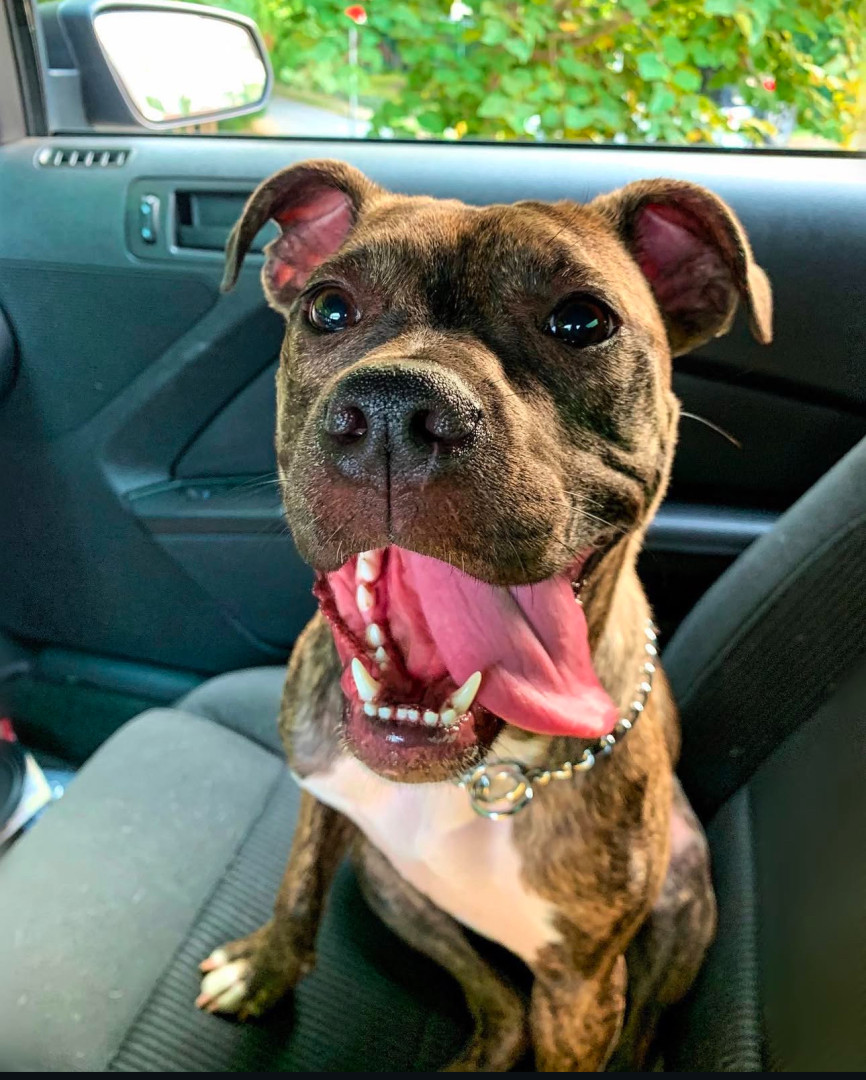 Lucy Pickles | America's Favorite Pet