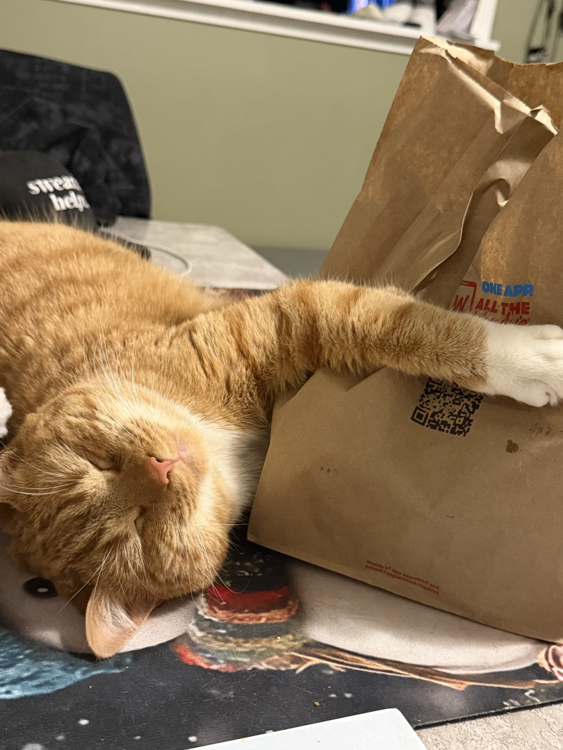 Simba | America's Favorite Pet