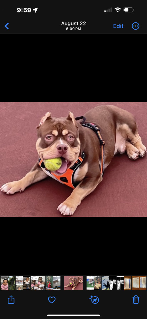 Taz | America's Favorite Pet