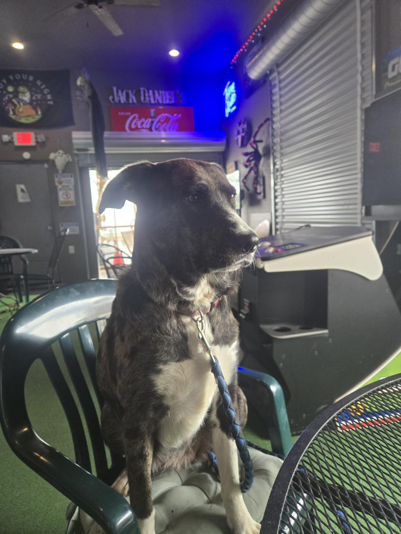 Ruby Rose | America's Favorite Pet