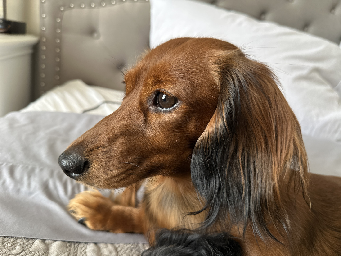 Penelope | America's Favorite Pet