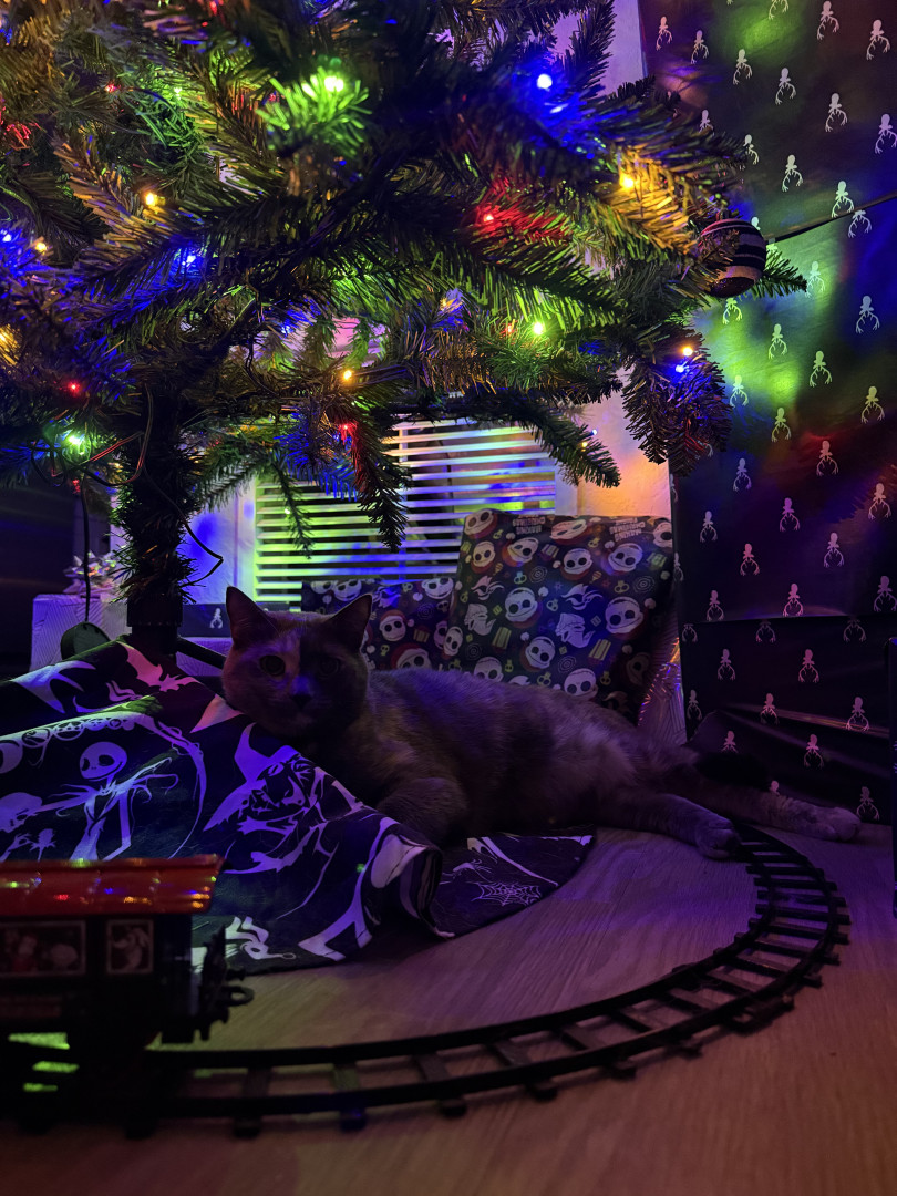 Lakoda | America's Favorite Pet