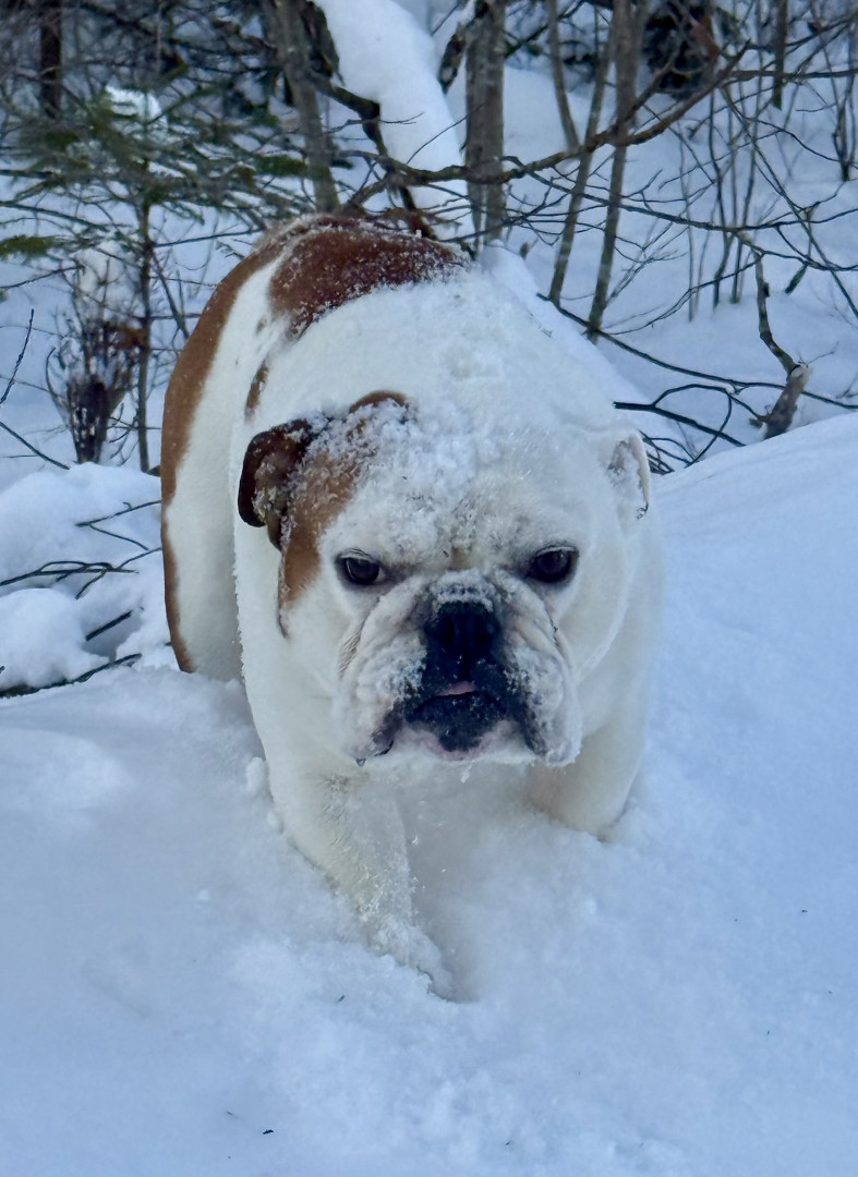 Bogey | America's Favorite Pet