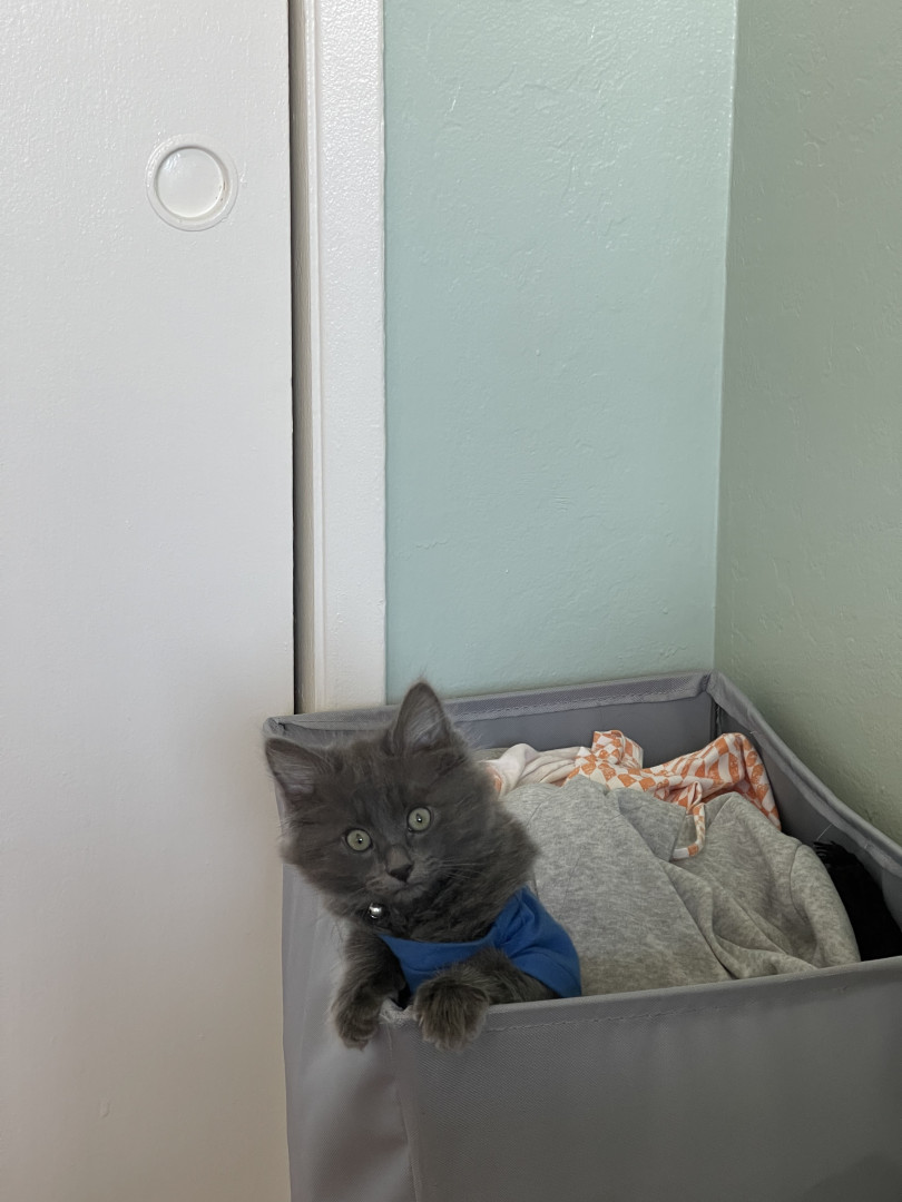 Knight | America's Favorite Pet