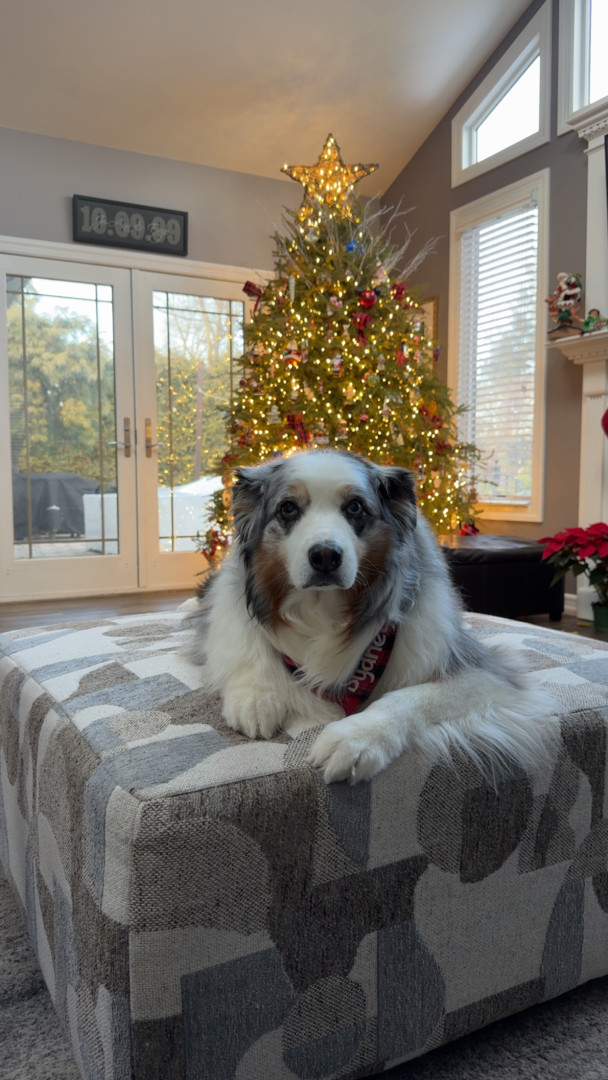 Sydney | America's Favorite Pet