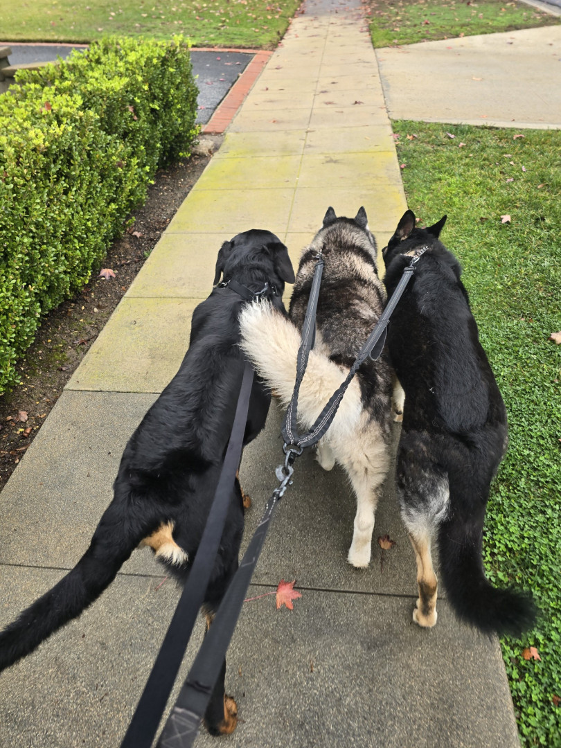 Blue | America's Favorite Pet