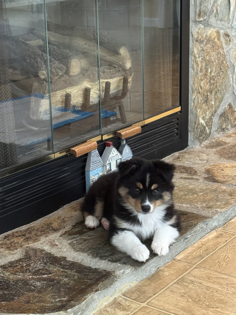 Molly, Cyrus Campbell | America's Favorite Pet