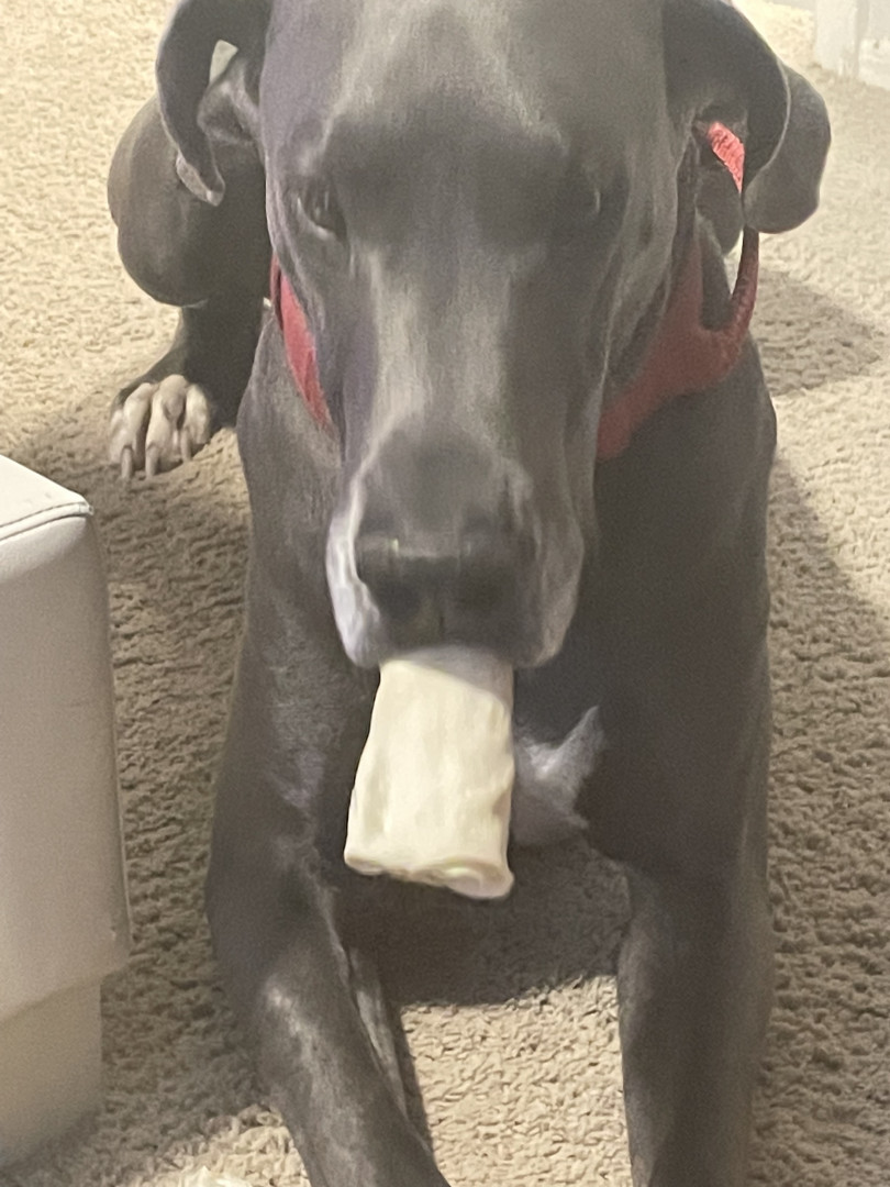 Zeus | America's Favorite Pet