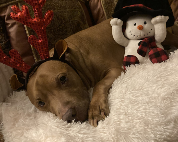 Tank | America's Favorite Pet