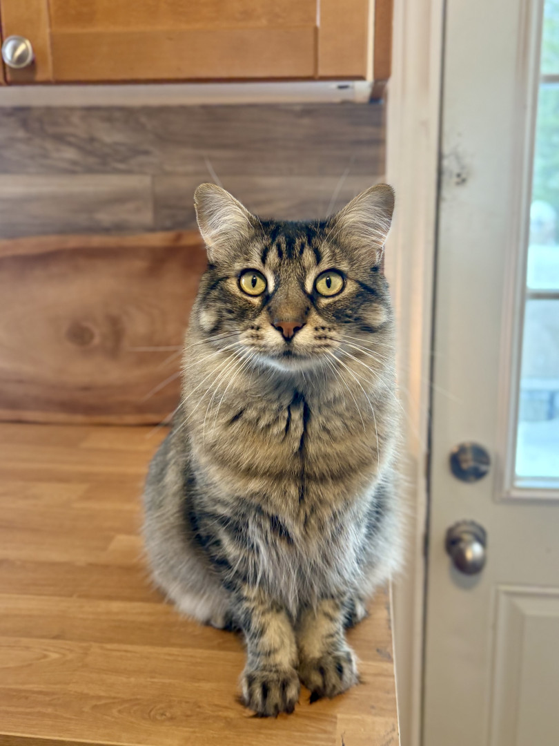 Willy Nelson | America's Favorite Pet