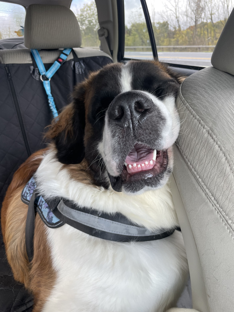 Maximus | America's Favorite Pet