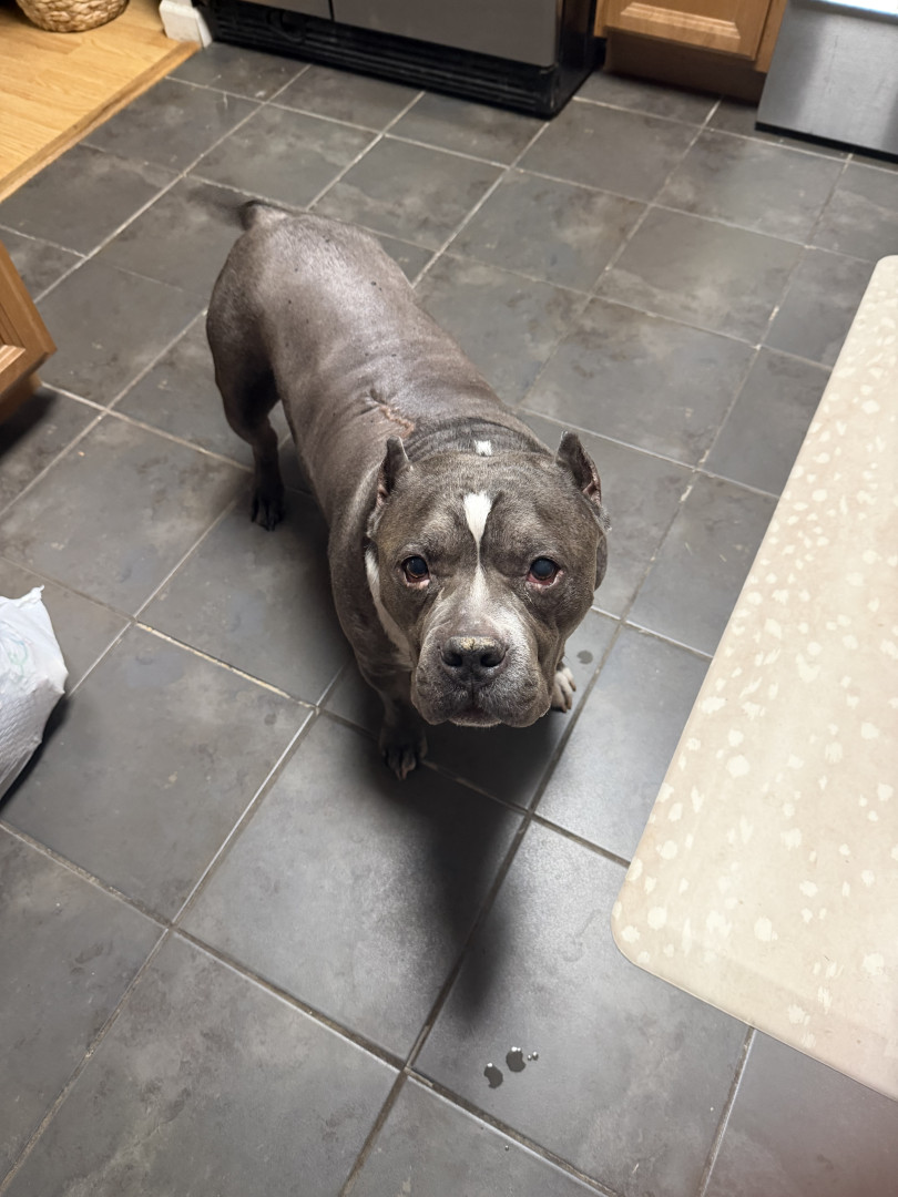 Titan | America's Favorite Pet