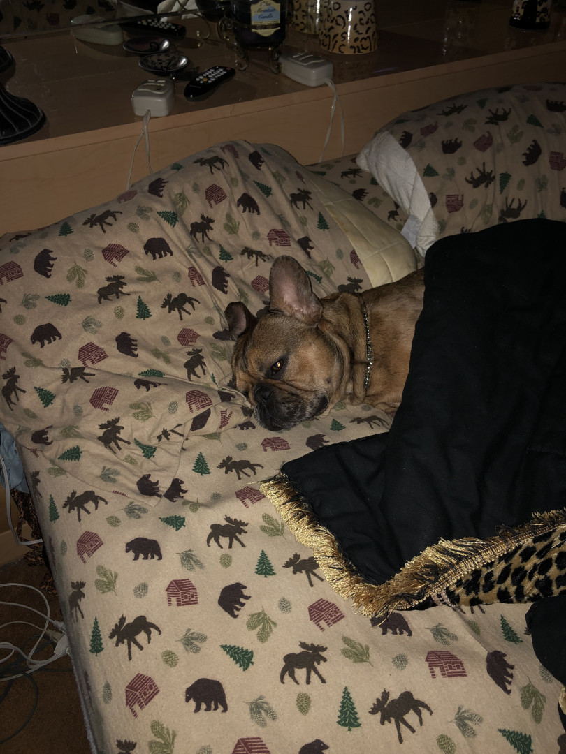 Guido | America's Favorite Pet