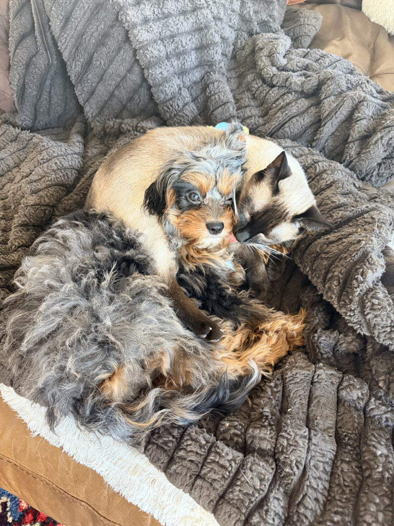 Suki | America's Favorite Pet