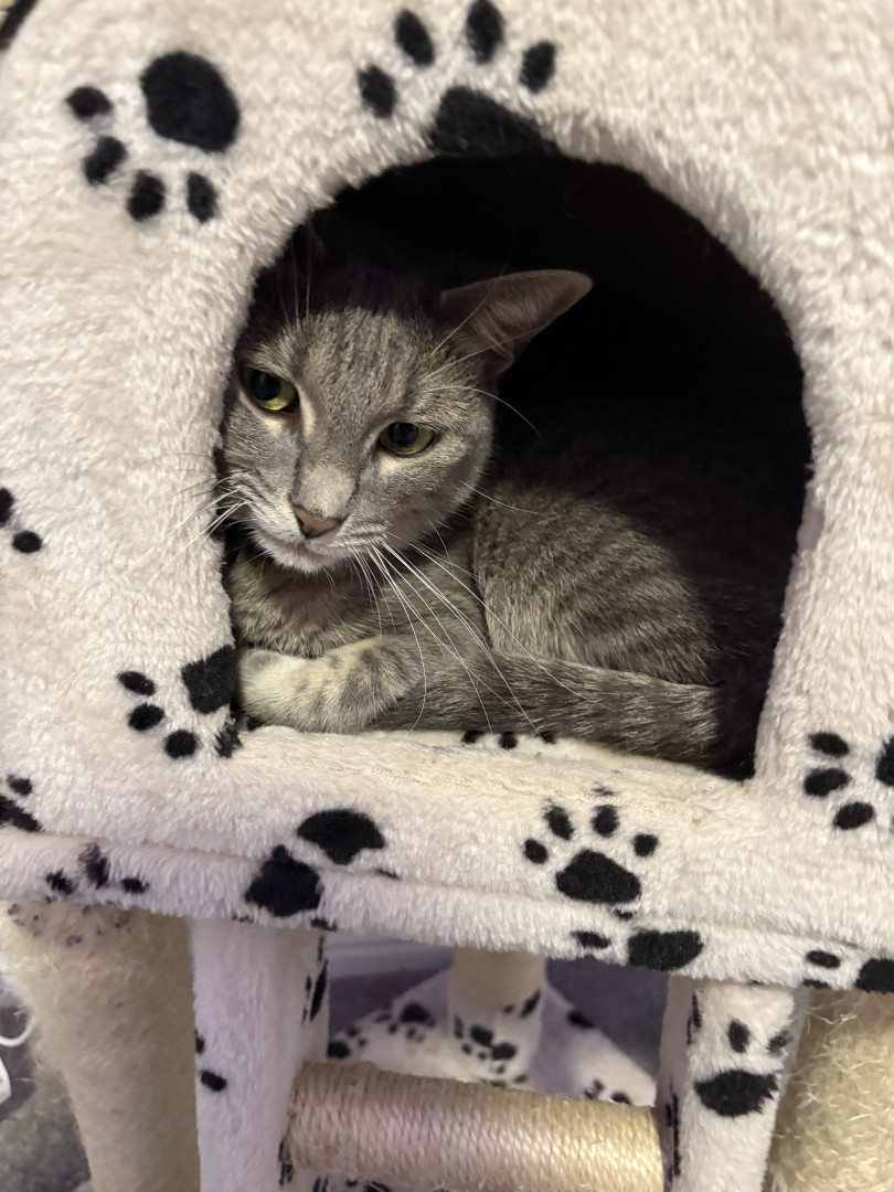 Sheba | America's Favorite Pet