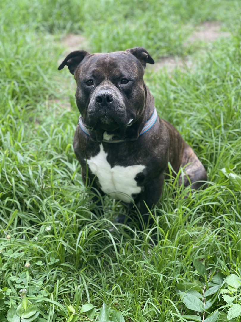 Zeus | America's Favorite Pet