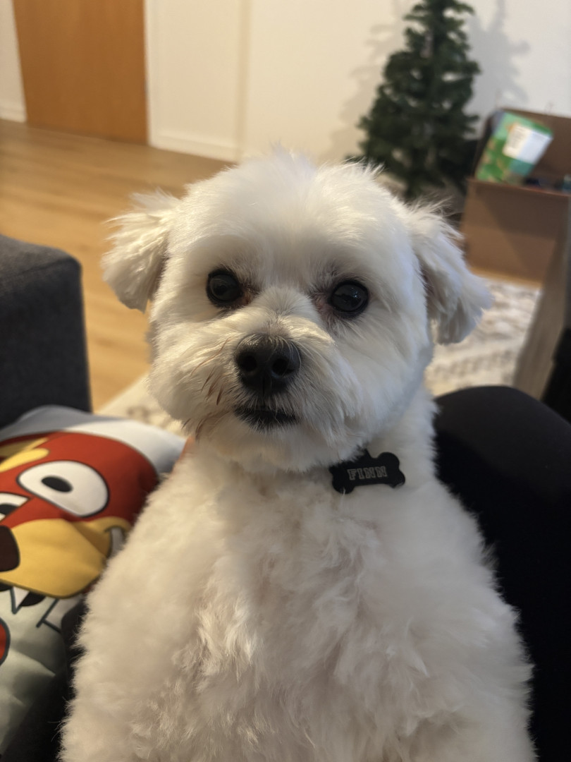 FINN | America's Favorite Pet