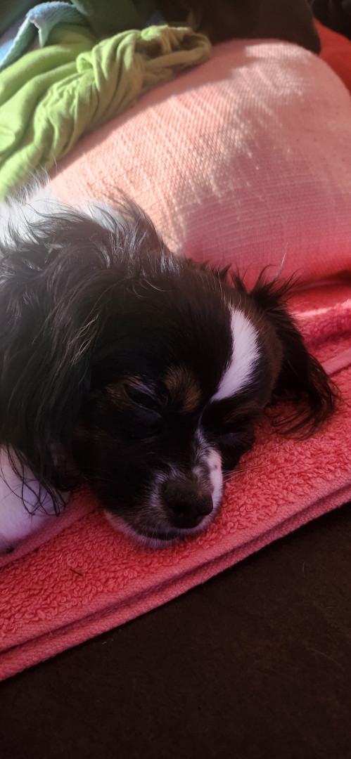 Stitch | America's Favorite Pet