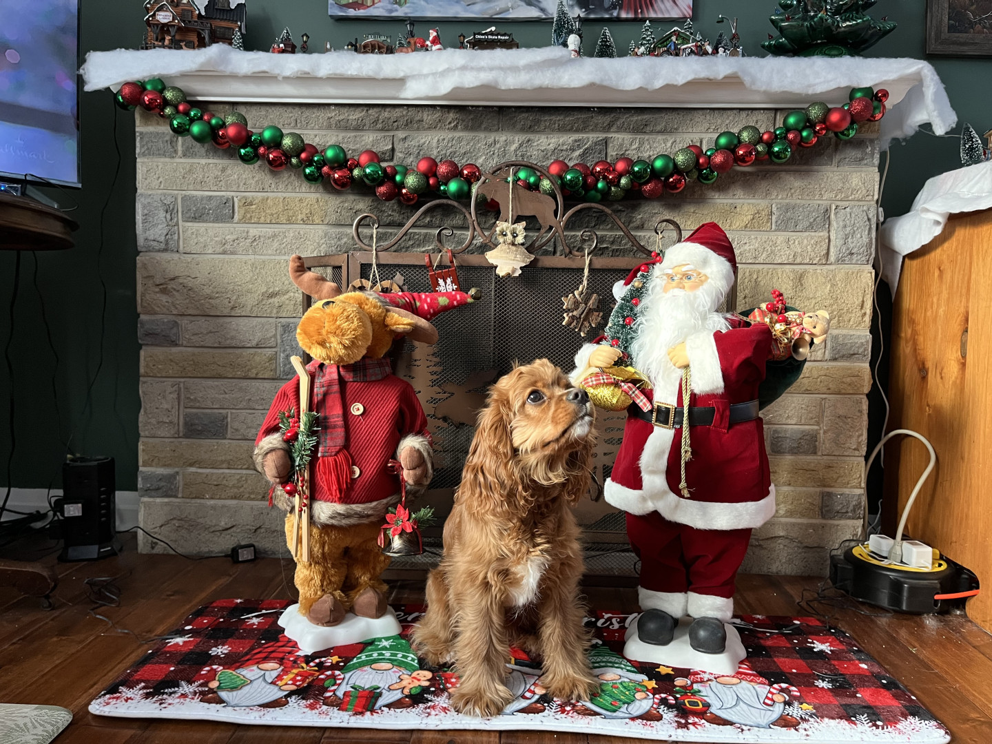 Wally | America's Favorite Pet