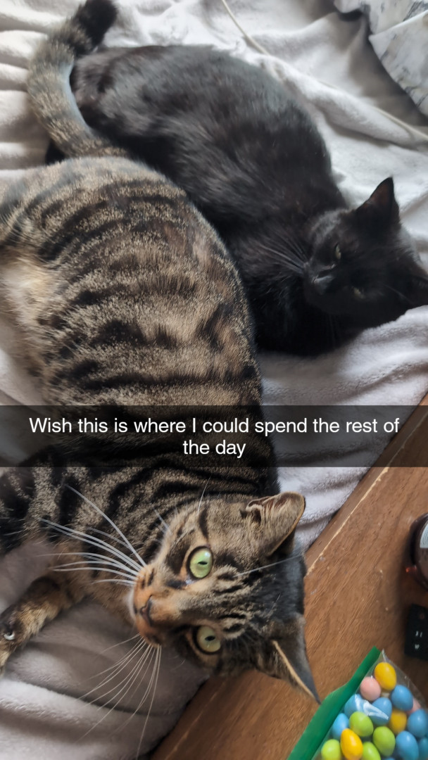 Einstein and Tom Tom T Tickler | America's Favorite Pet