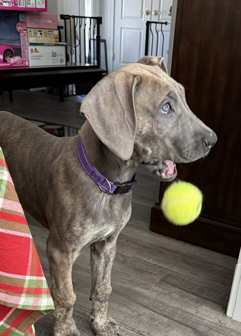 Gracie | America's Favorite Pet