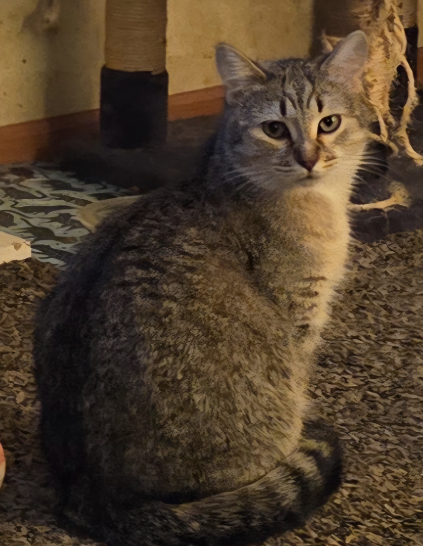 Jinny | America's Favorite Pet