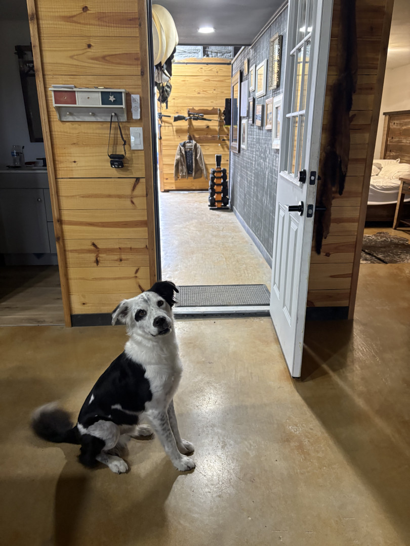 Captain | America's Favorite Pet