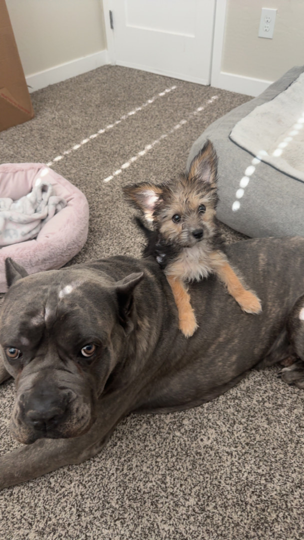 Prime | America's Favorite Pet