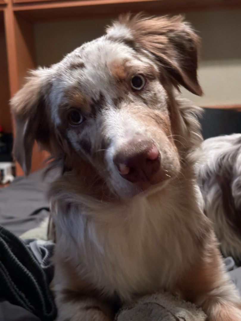 Copper | America's Favorite Pet