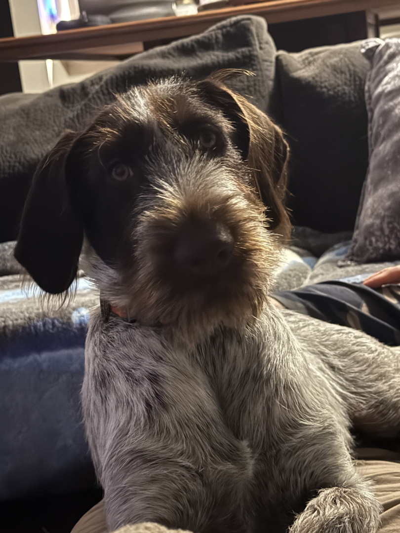 Greta | America's Favorite Pet