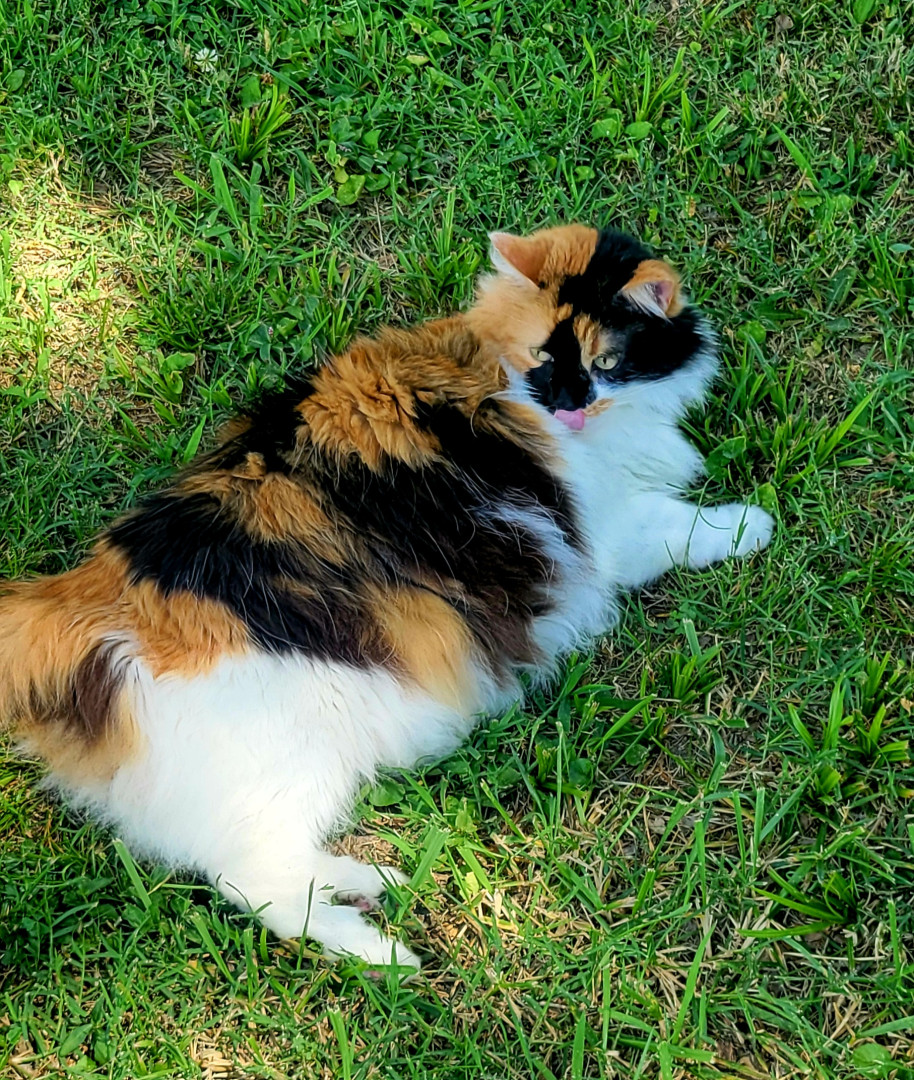 Miss October Pumpkin | America's Favorite Pet