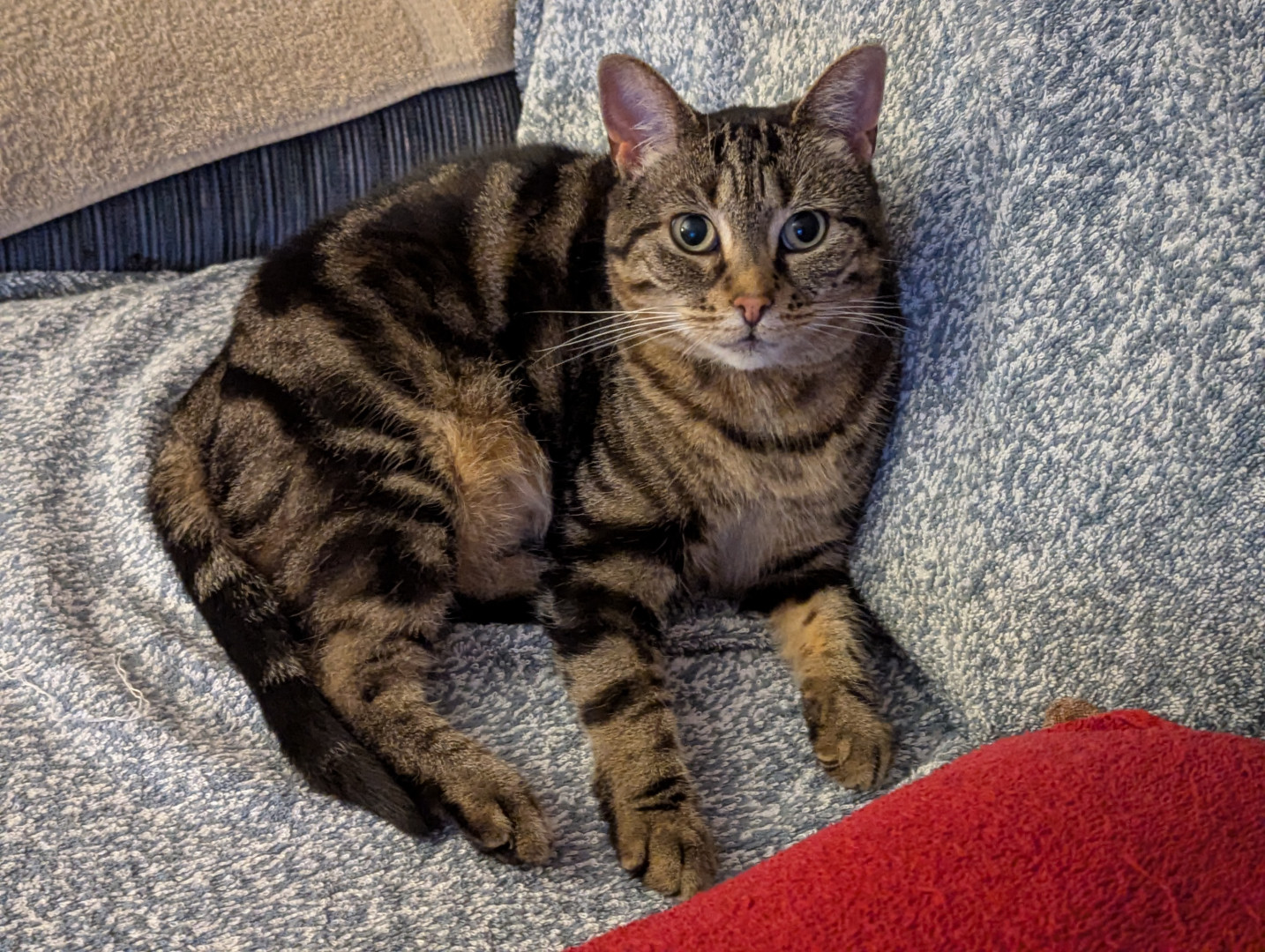 Sable | America's Favorite Pet